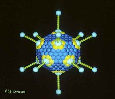 Viral morphology: nucleic acid, protein capsid, membranous envelope